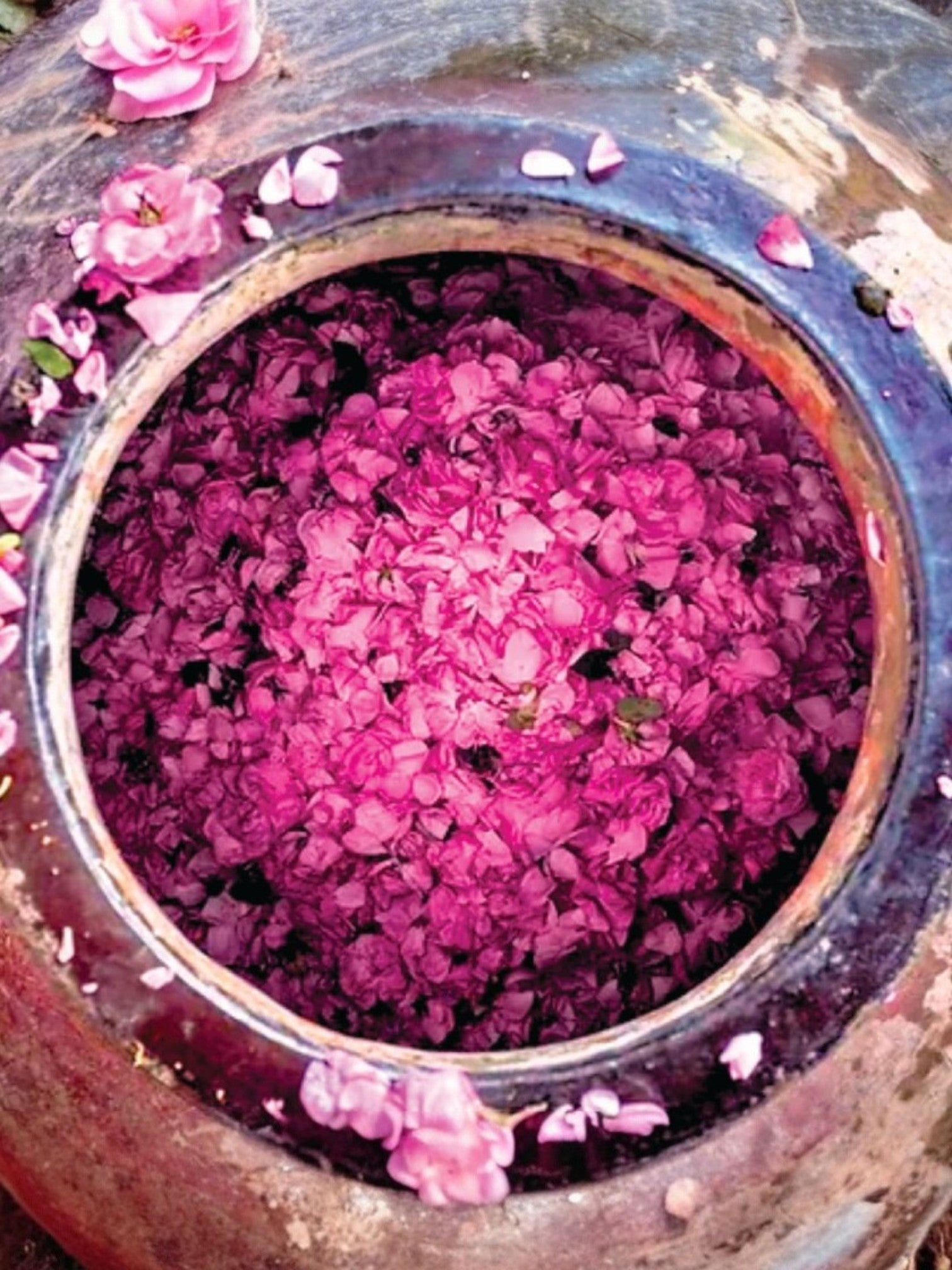 ATTAR GULAB (Pure) from Indian Manufacturer-Naturals – Bulkaroma
